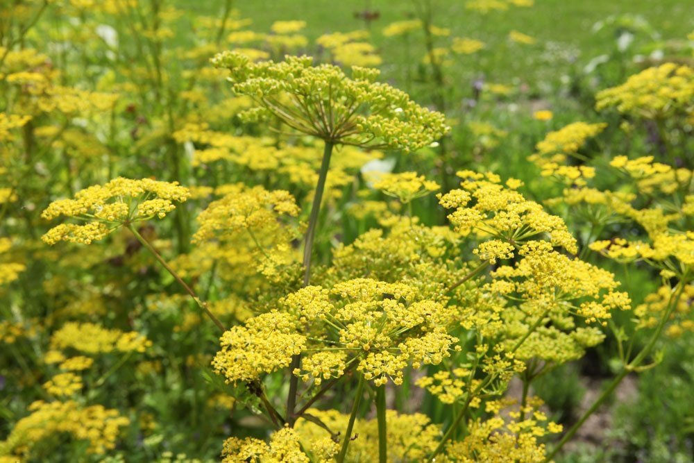 Flotte gule marker - bekymringer for hesteejere!